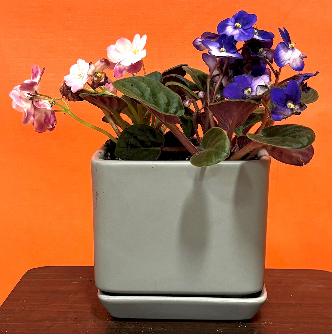 Obituary: Dr. Coen Klopper