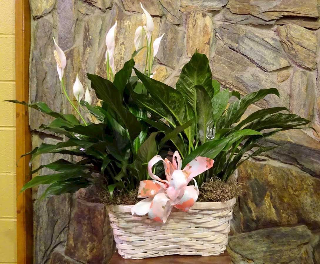 Obituary: Helen Harty