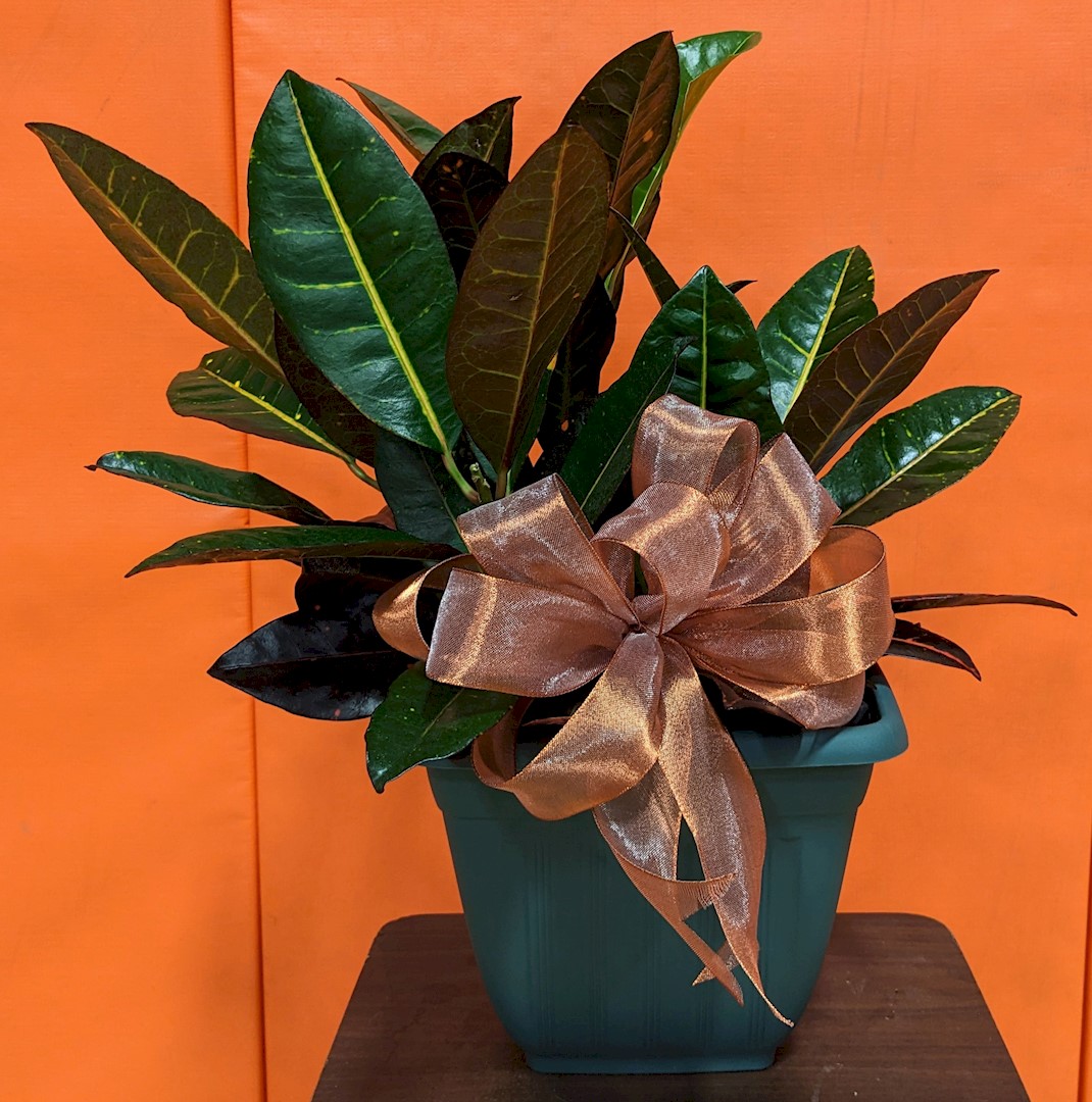 Obituary: Dr. Coen Klopper