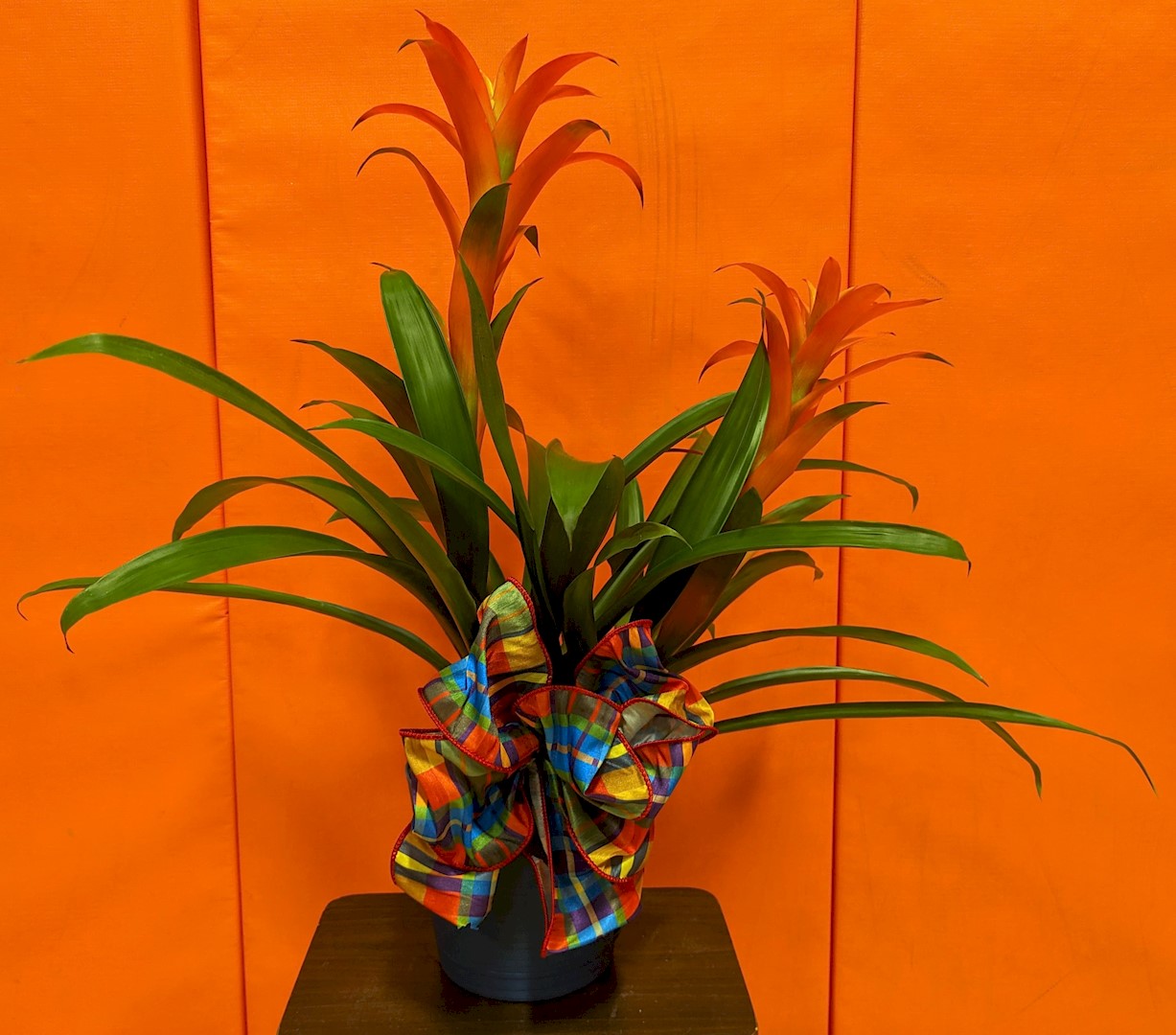 Obituary: Dr. Coen Klopper