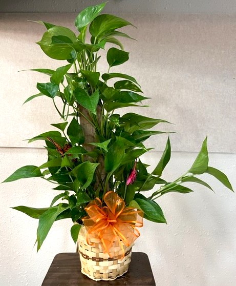 Obituary: Mercades Dahlvang